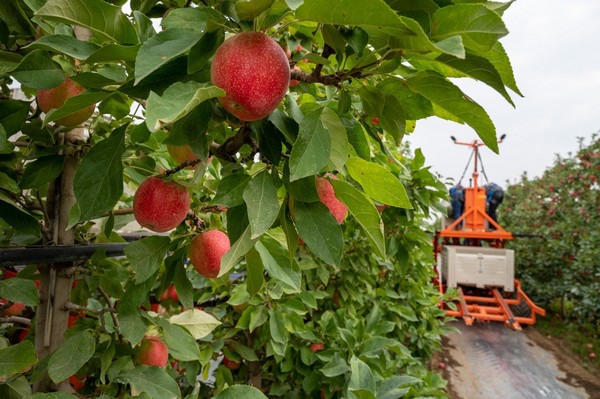 Sweetango apple crop starts shipping post-labor day