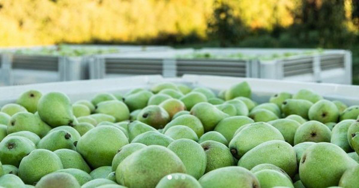 Washington pear harvest sees later start to season