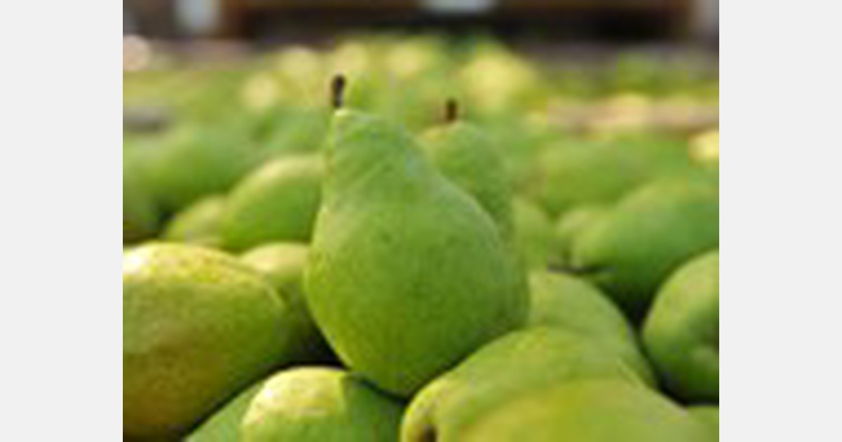 2022-2023 crop estimate for U.S. pears at 16.2 million boxes