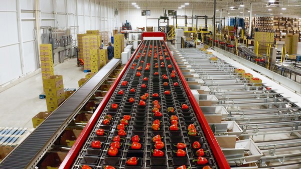 “Bell pepper expansion allows us to meet increasing demand for ...
