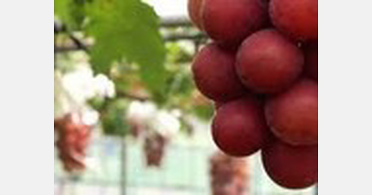 Japan’s high-end Ruby Roman grapes seemingly copied in South Korea