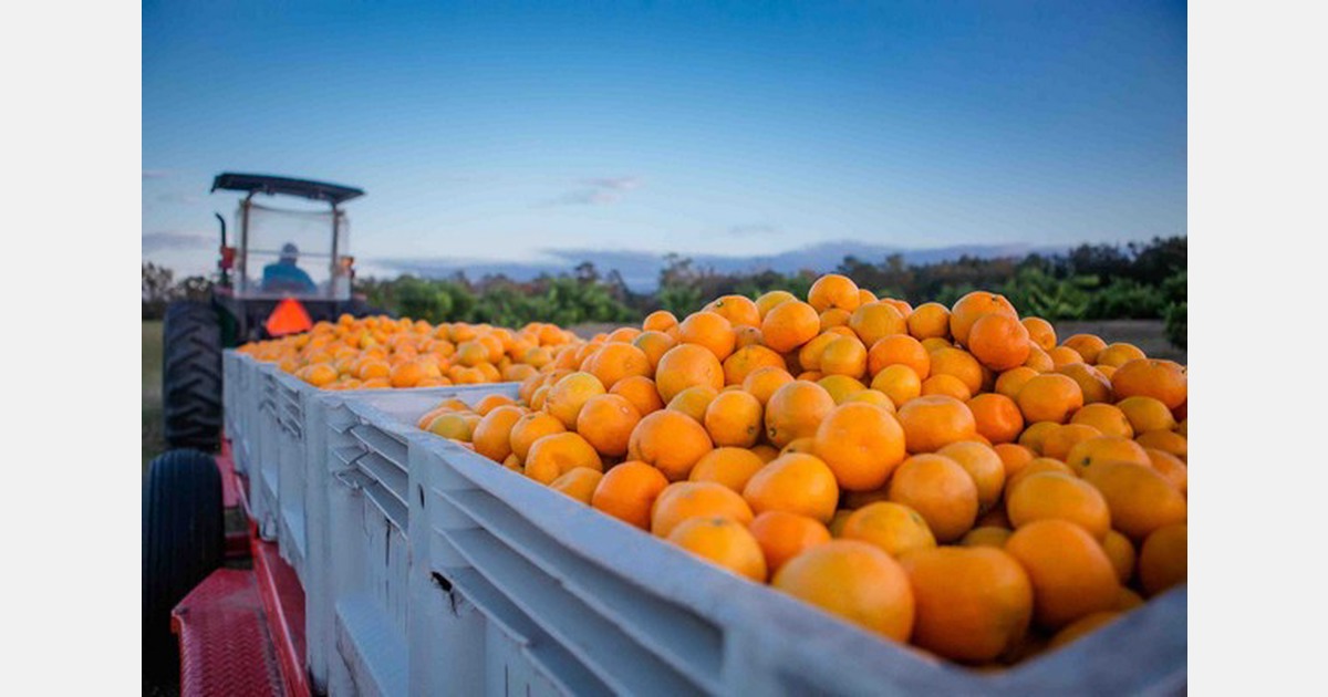 Southeast citrus grower anticipates record 2022 Satsuma crop