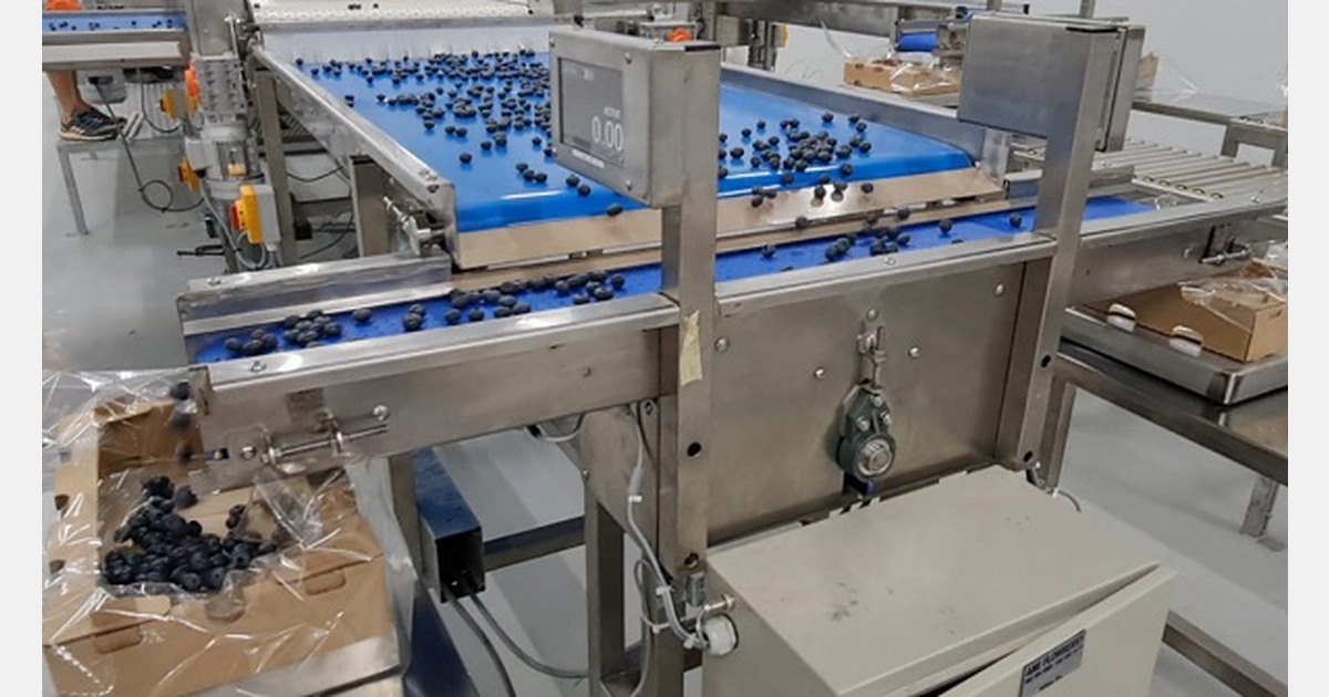 Blueberry sorting and weigh-and-fill solutions for Zimbabwean packers