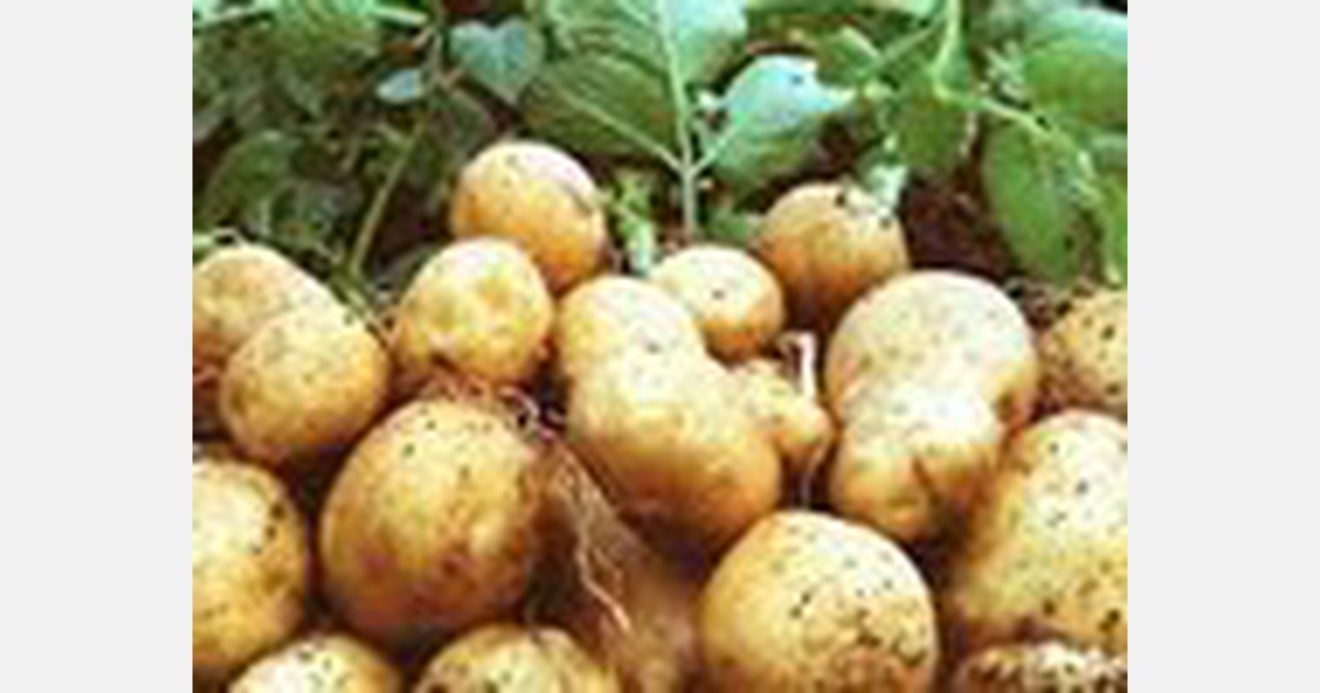 Cyprus prepares to register ‘red soil potato’ as a Protected ...
