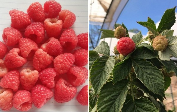 New raspberry variety from Mexico coming next month