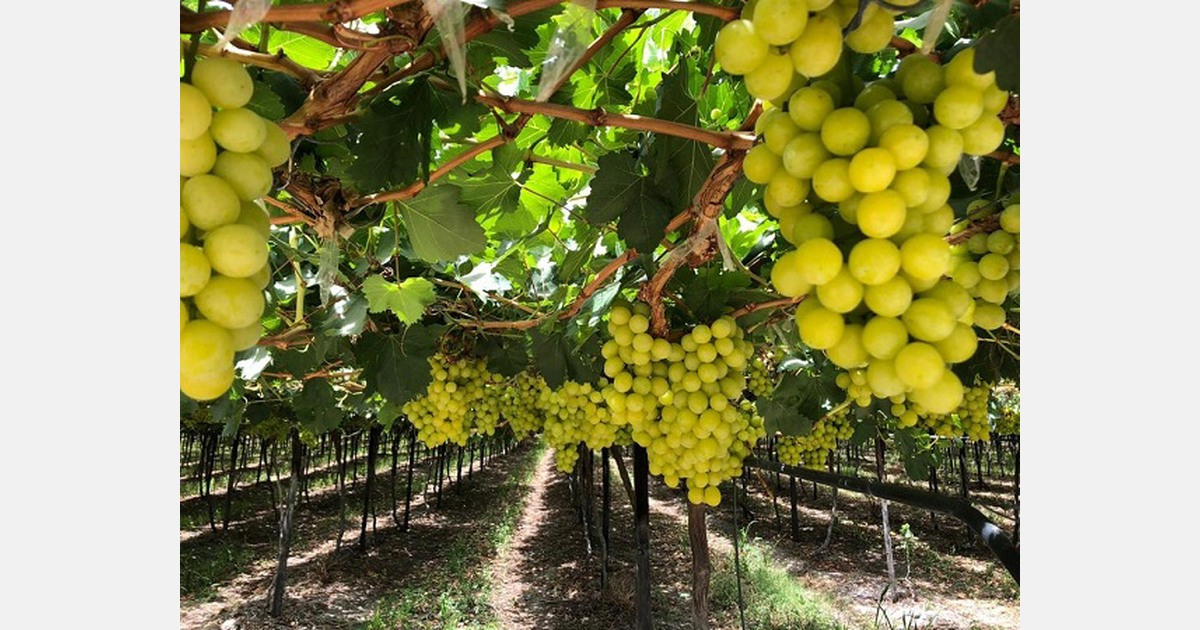 Southern African grape season could be back to normal timing