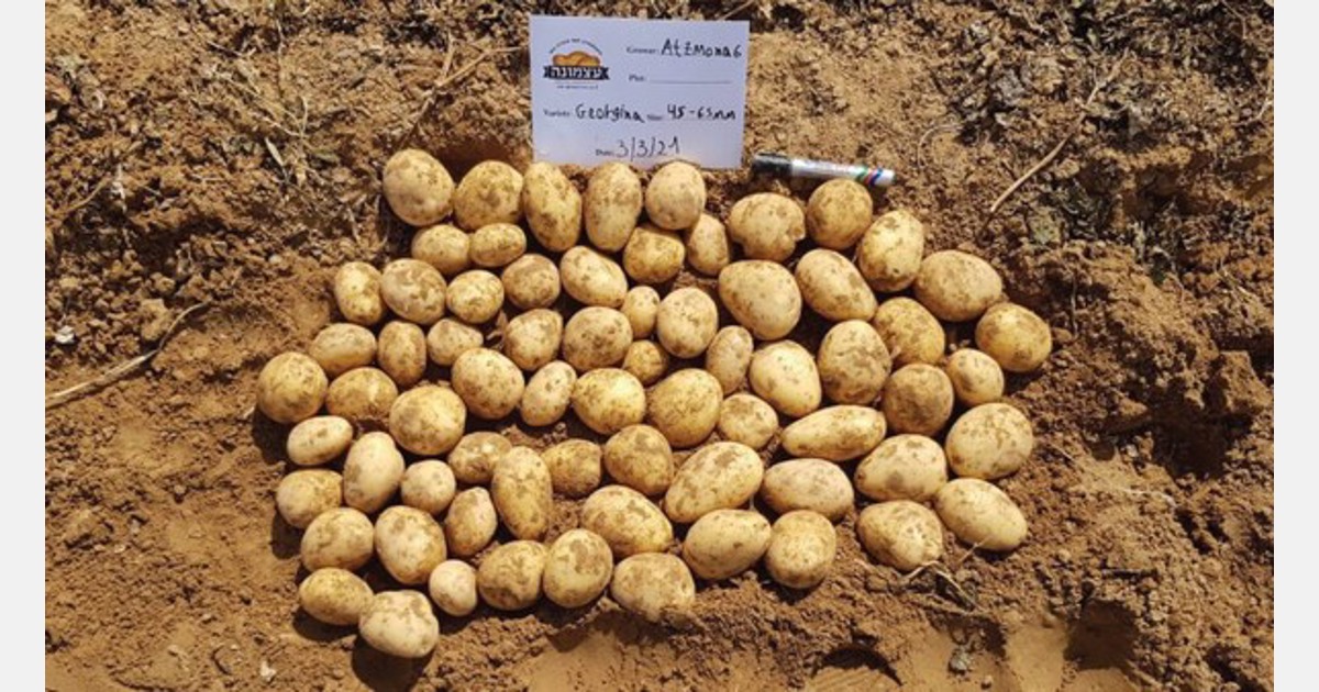 Israel ready to face Europe’s challenging potato season