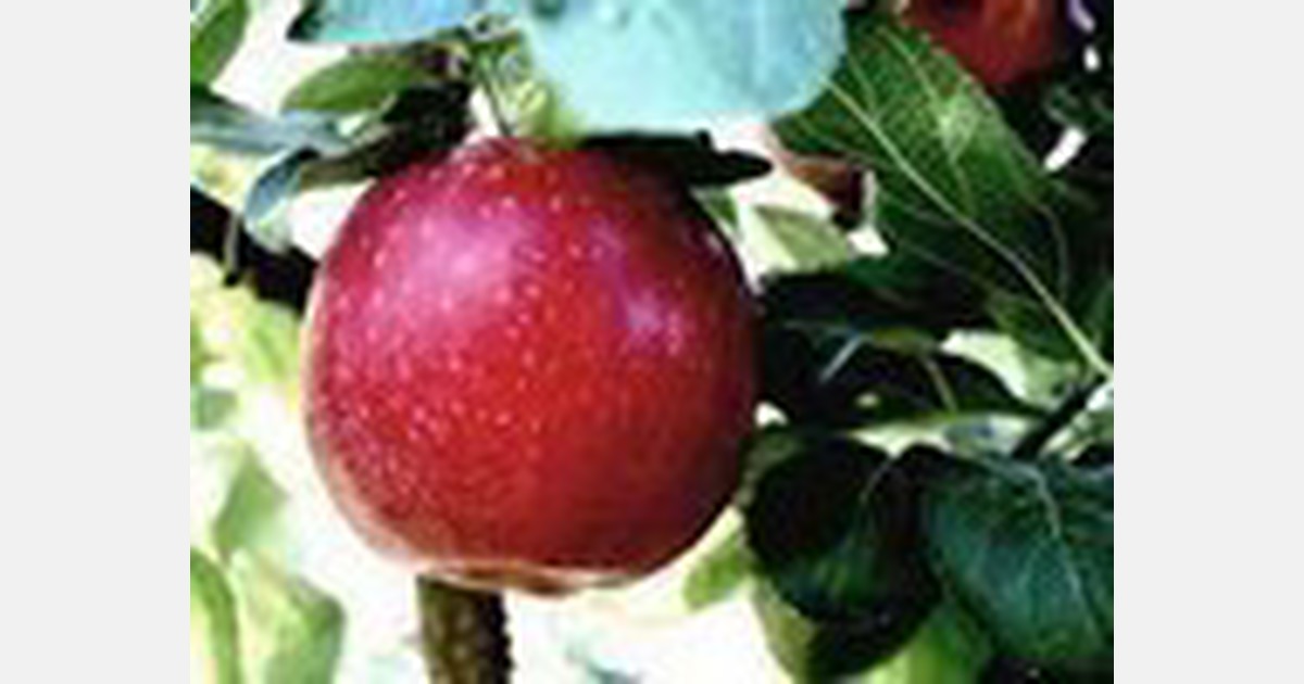 New apple varieties are becoming more important for Illinois growers