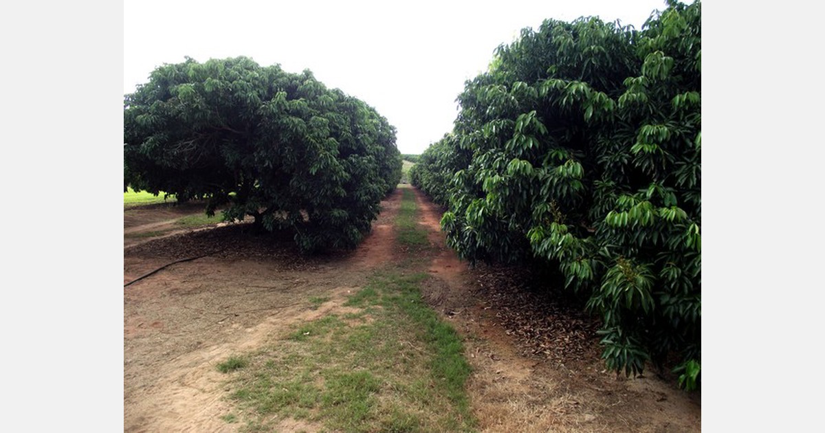 Room for expansion in North Queensland as Australia's lychee demand grows