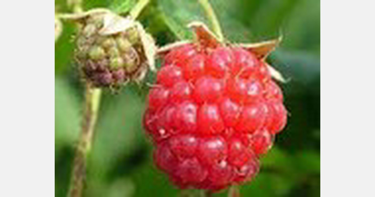 Moldova: Wholesale prices of late raspberries exceeded prices for early ...