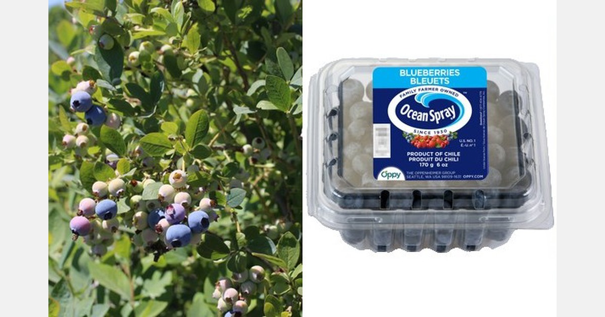 More Peruvian blueberries on the way