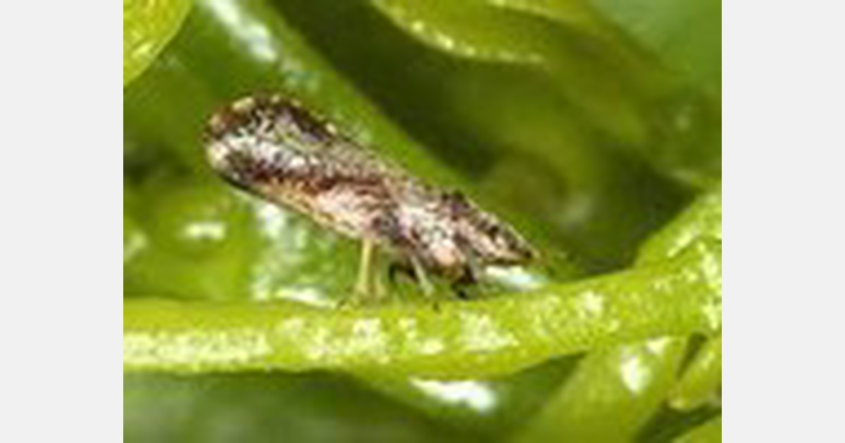 Brazil: Insect-borne bacteria forces citrus growers to cut down trees