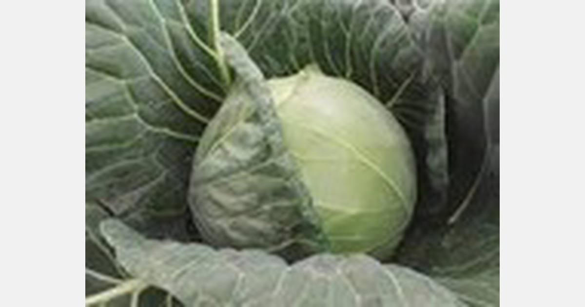 Romania produced 600,550 tons of cabbage in 2020