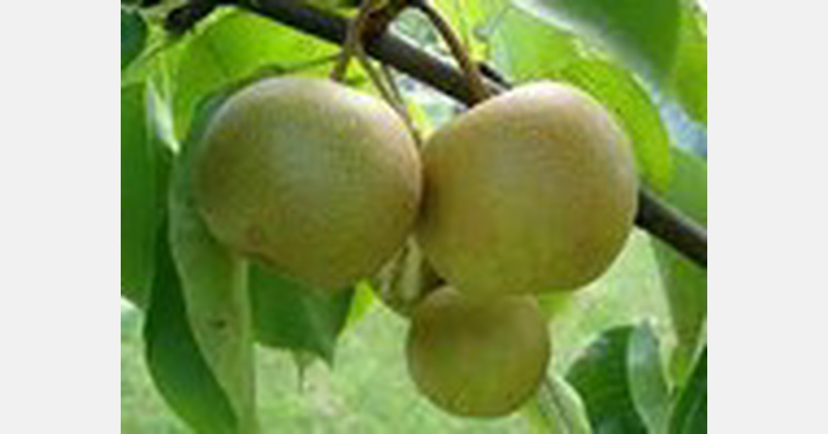 APHIS revises requirements for importing fresh sand pear fruit from ...