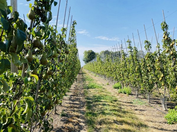 Pear volumes down, size and quality are good