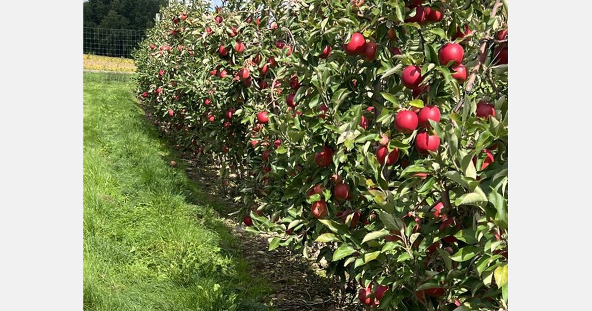 SnapDragon apple production up 25 percent