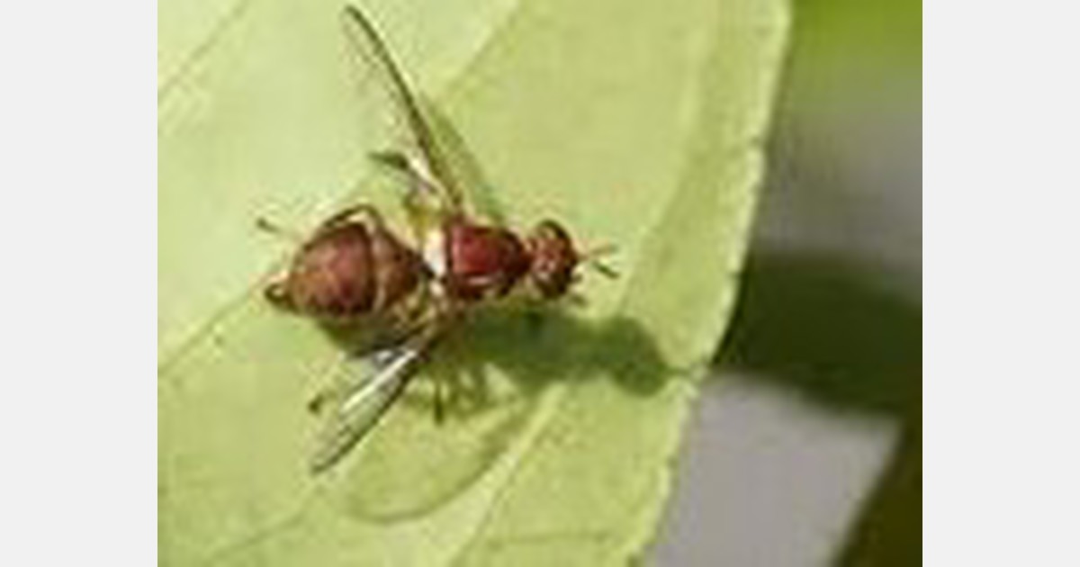 Fruit fly detector dogs to be deployed in the Riverland