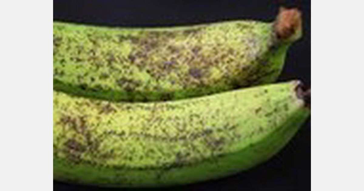 Northern Territory banana freckle response plan approved