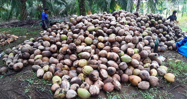 Coconut production in Indonesia increases yearly steadily