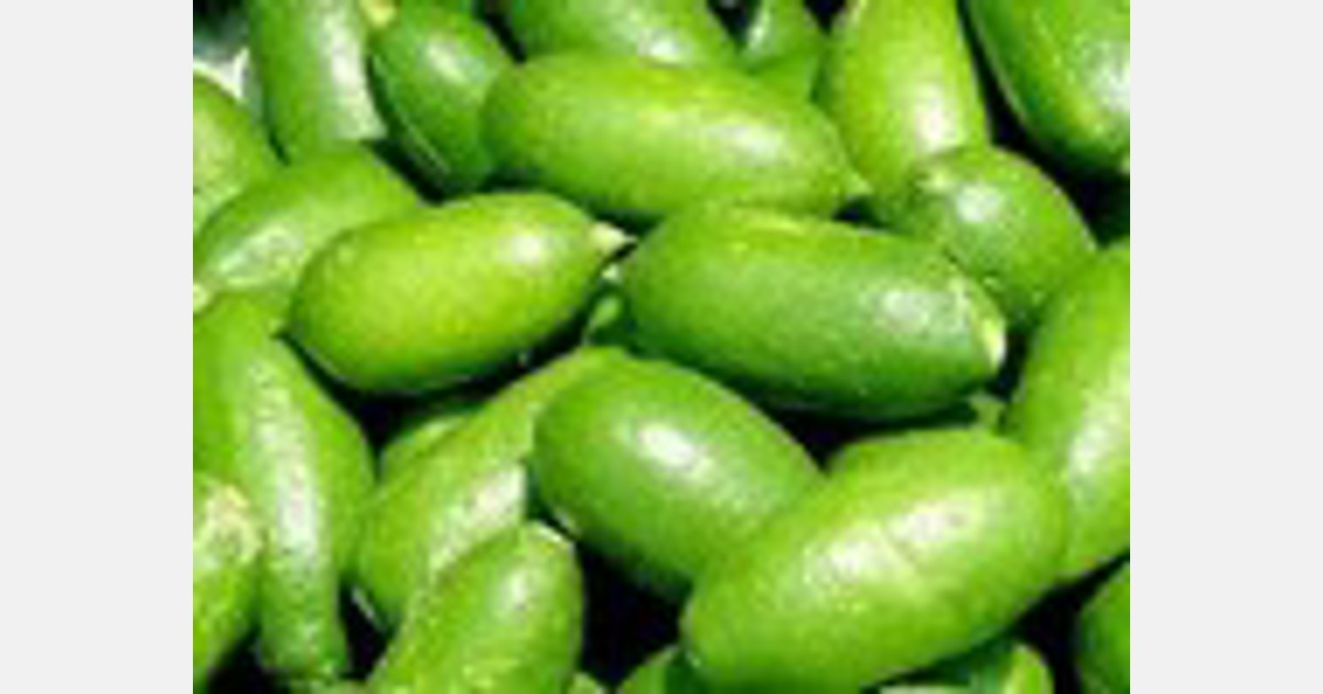 The humble Kaji Nemu lemon is going global