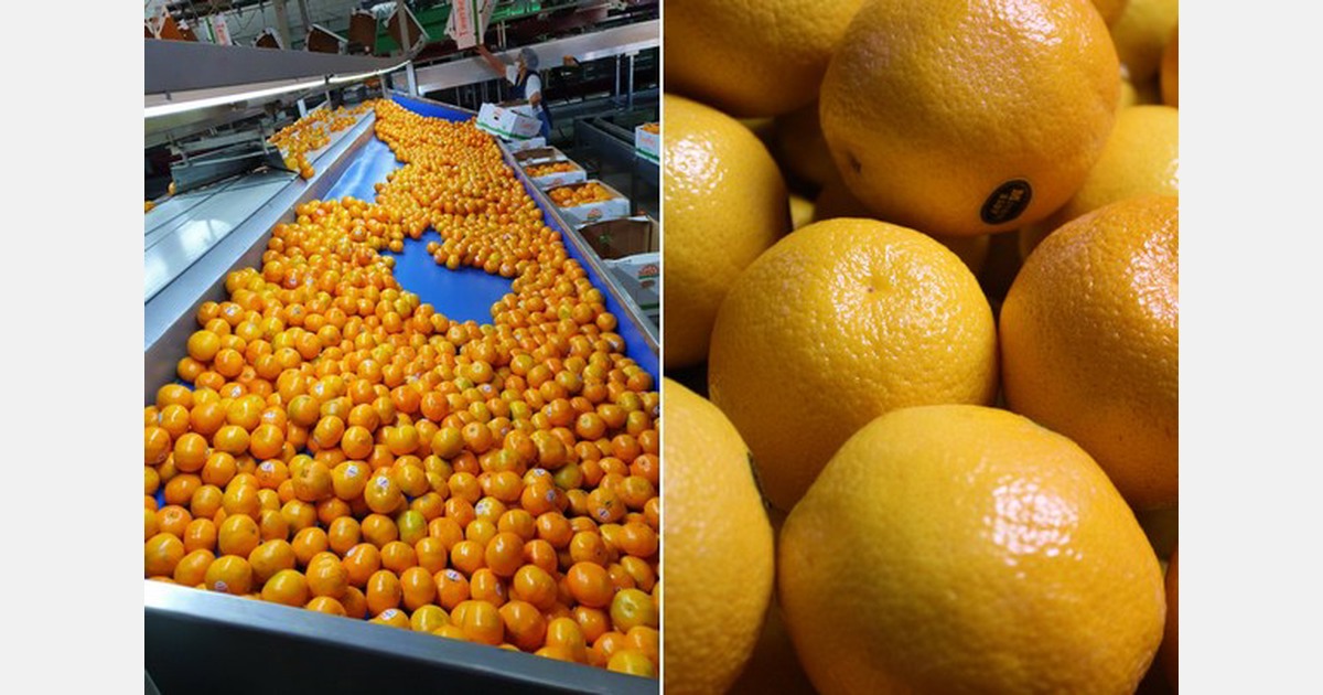 Mexican citrus season gets underway
