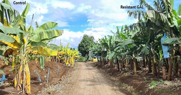 New Cavendish banana variety with complete TR4 Panama disease ...