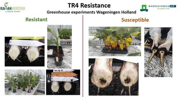 New Cavendish banana variety with complete TR4 Panama disease ...