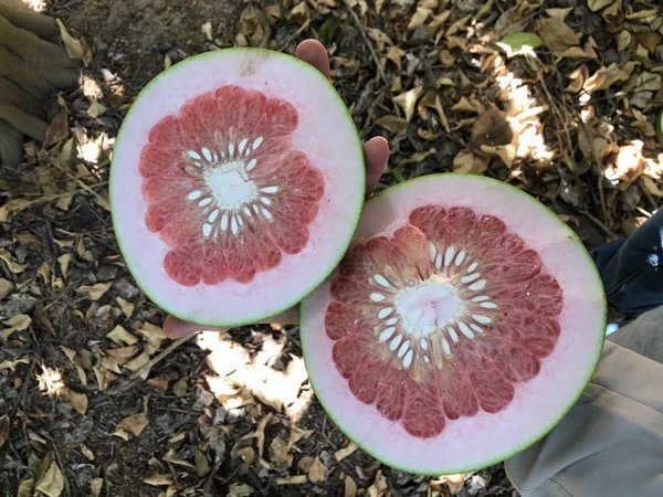 Israel’s 2022/2023 citrus season starts early, lack of ships a challenge