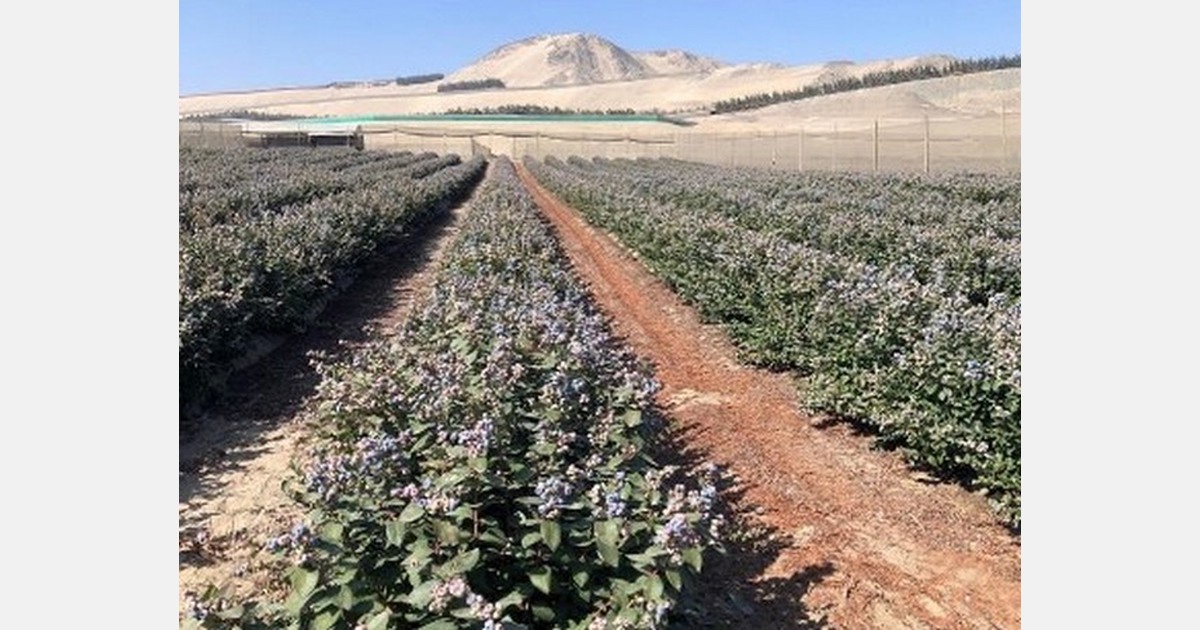 Peruvian 2022 blueberry campaign on track to reach 30% growth