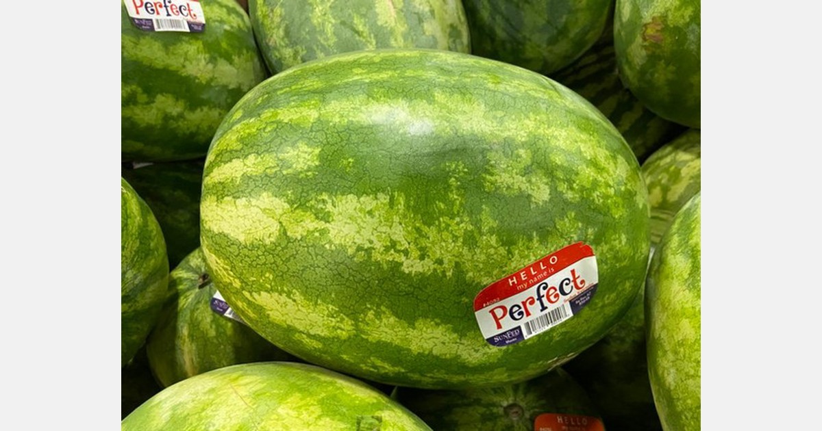 Production started on new seedless watermelon