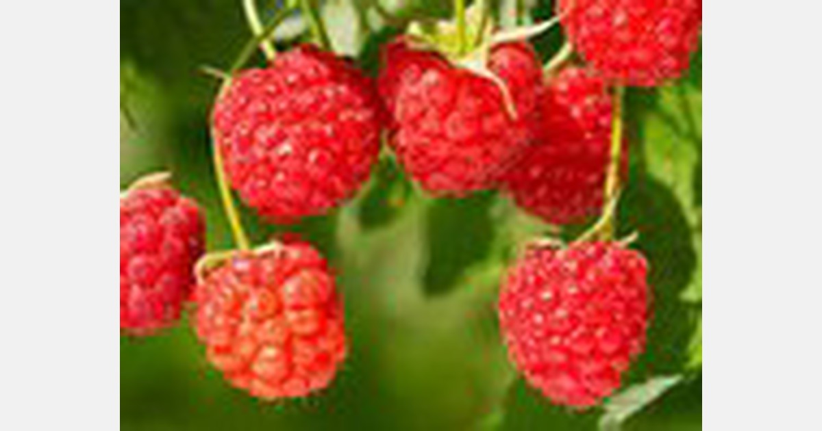 New platform for Serbian raspberry farmers announced