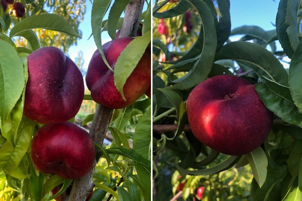 New flat nectarine variety coming to the US