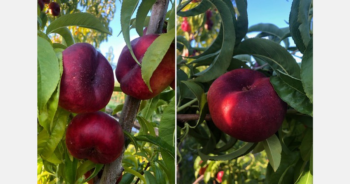 New flat nectarine variety coming to the US