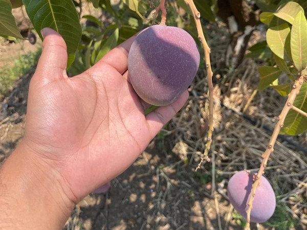 Good appetite for Malawian Alphonso mangoes