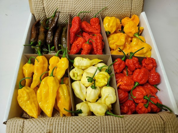 New Jersey hot pepper season is winding down