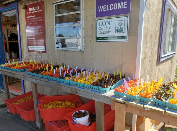 New Jersey hot pepper season is winding down