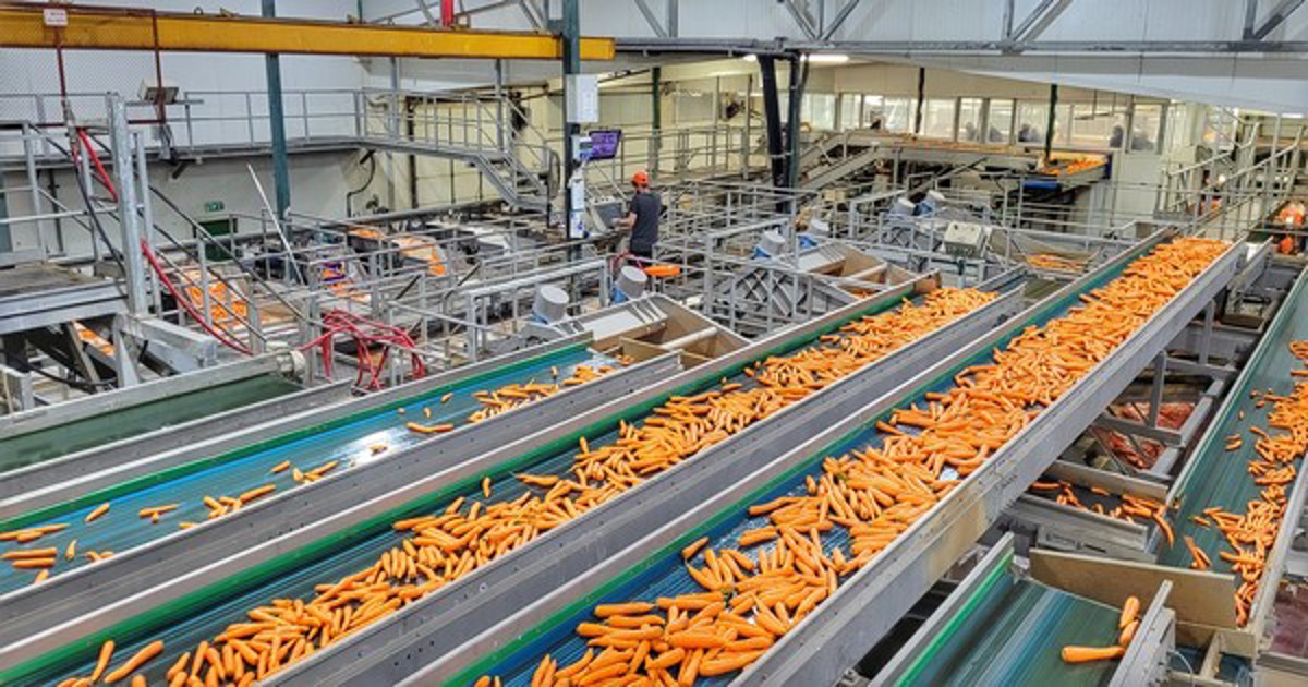 “Very unique and toughest year for Israel’s carrot industry”