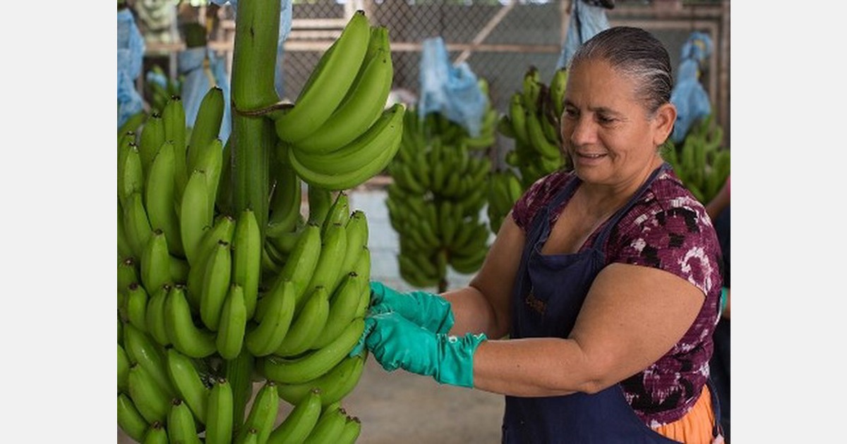 Costa Rican banana industry optimistic about EU and US retailer ...