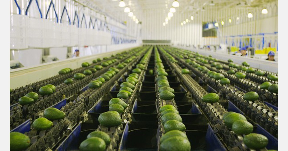 New technology non-destructively determines ripeness of avocados