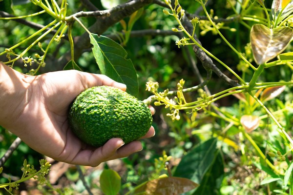 Organic certification for 1,200 acres of avocados in Colombia