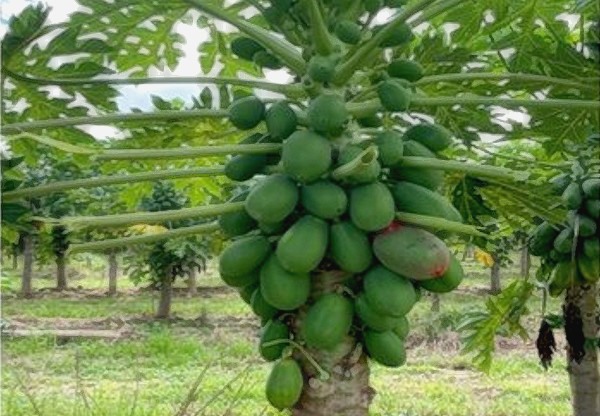 An Australian papaya breeding program yielding some successful results