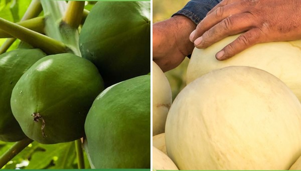 Fair trade papaya & signature melon program in the spotlight
