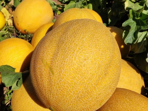 Entering the first season shipping Golden Hami melons
