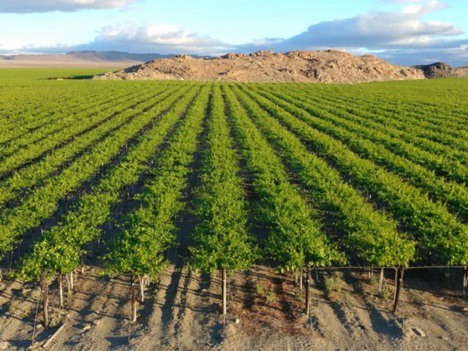 Namibian grape season kicks off next week