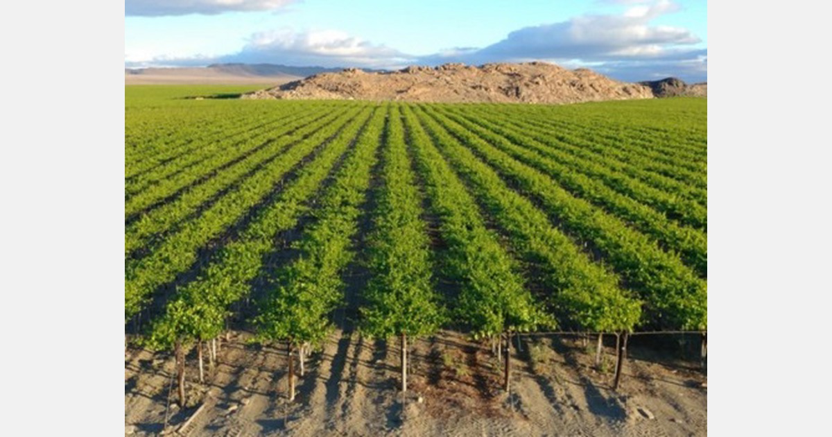 Namibian grape season kicks off next week