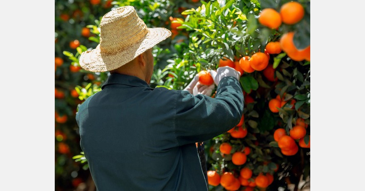 New quality label for the Moroccan Nadorcott