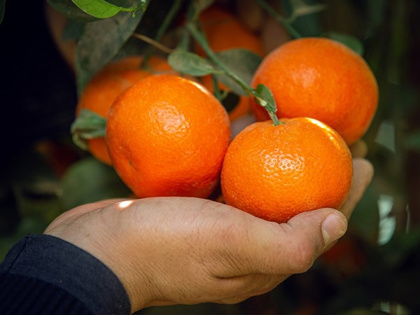 New quality label for the Moroccan Nadorcott