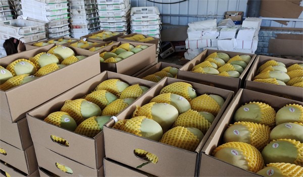 "We try to export Panzhihua mangoes to more markets"