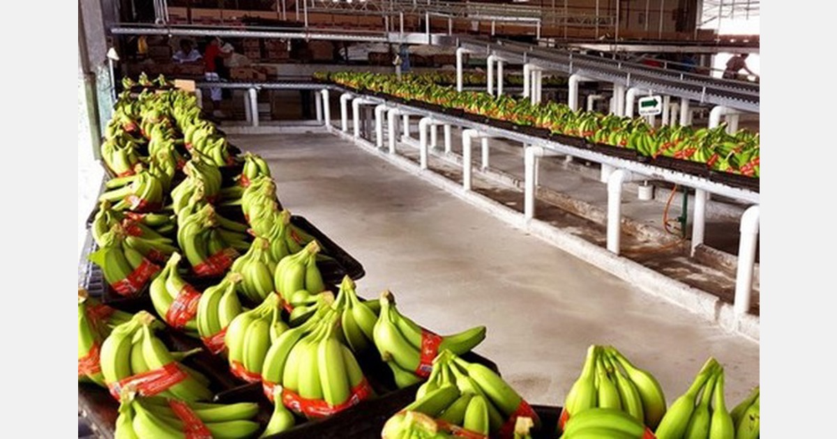 Banana volume down 20 percent in Mexico and Central America