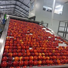 Plum packing starts in the Western Cape